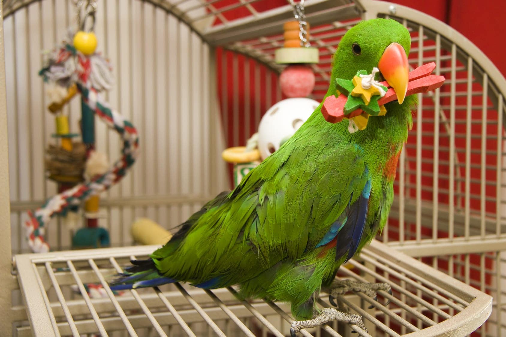 5 Common Behavioral Problems in Pet Parrots (And How to Fix Them ...