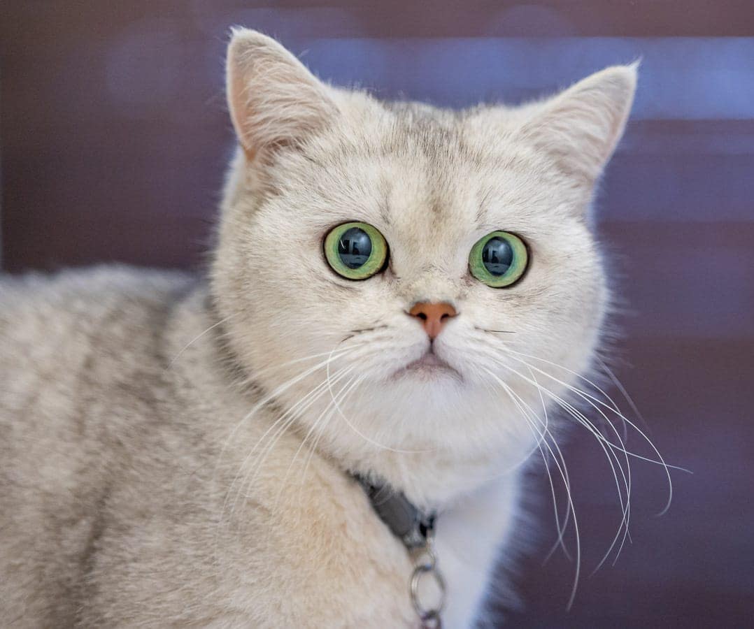 Top 41 Cat Blogs You Should Know About - Take Information